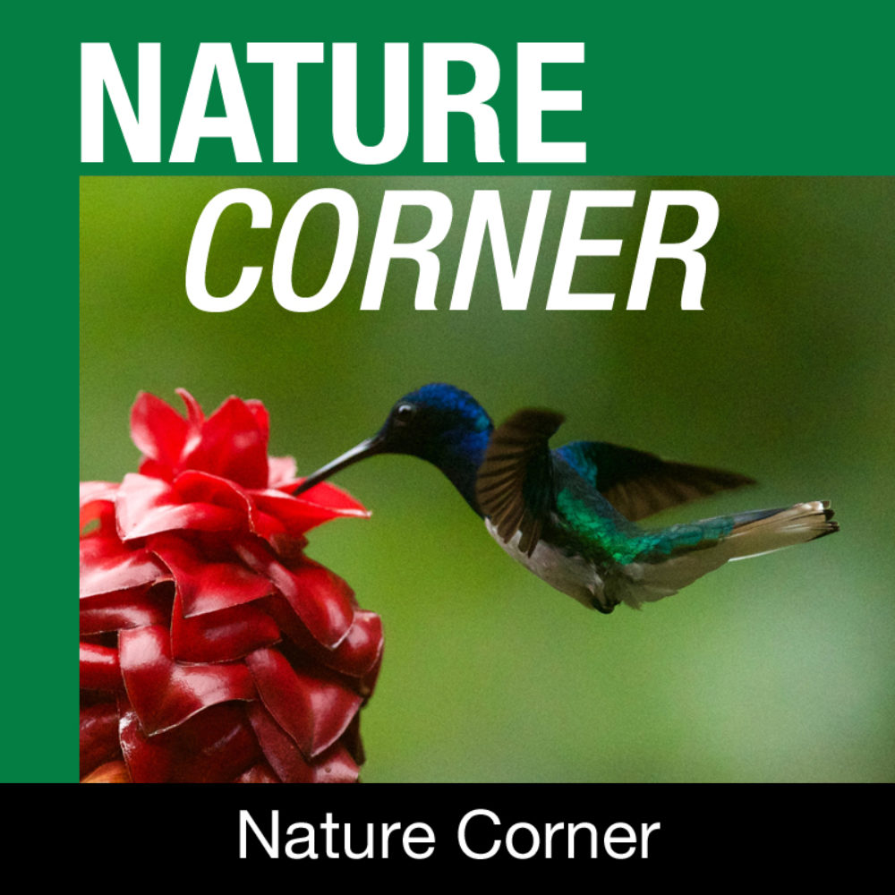 Lifetalk Radio » nature-corner